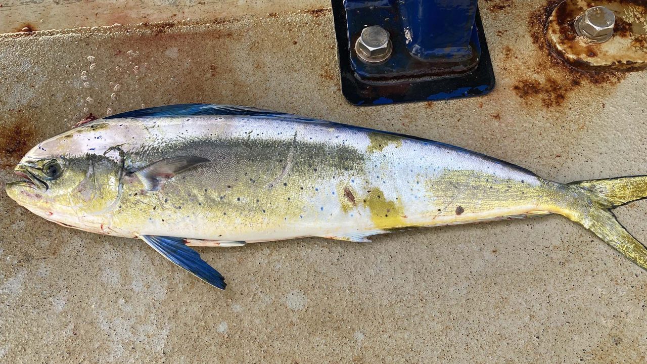 Wonderful Wildlife | GO-BGC